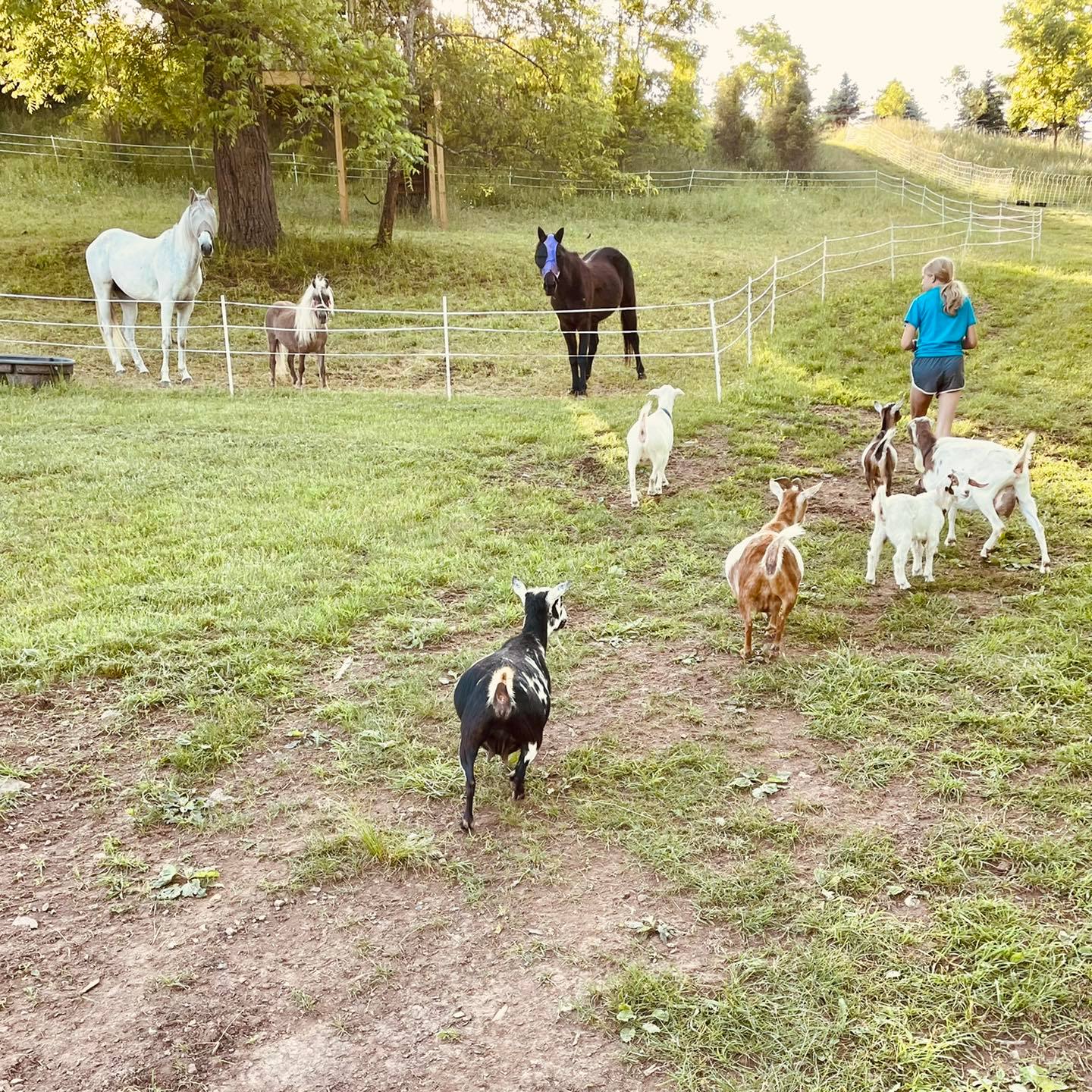 Wild Walnut Ranch – Cowgirl Biz