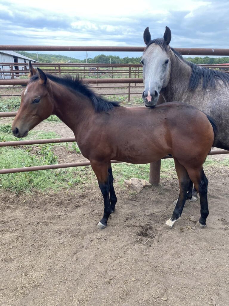 Experience Adventure At Cross Bell Ranch Outdoors Today!