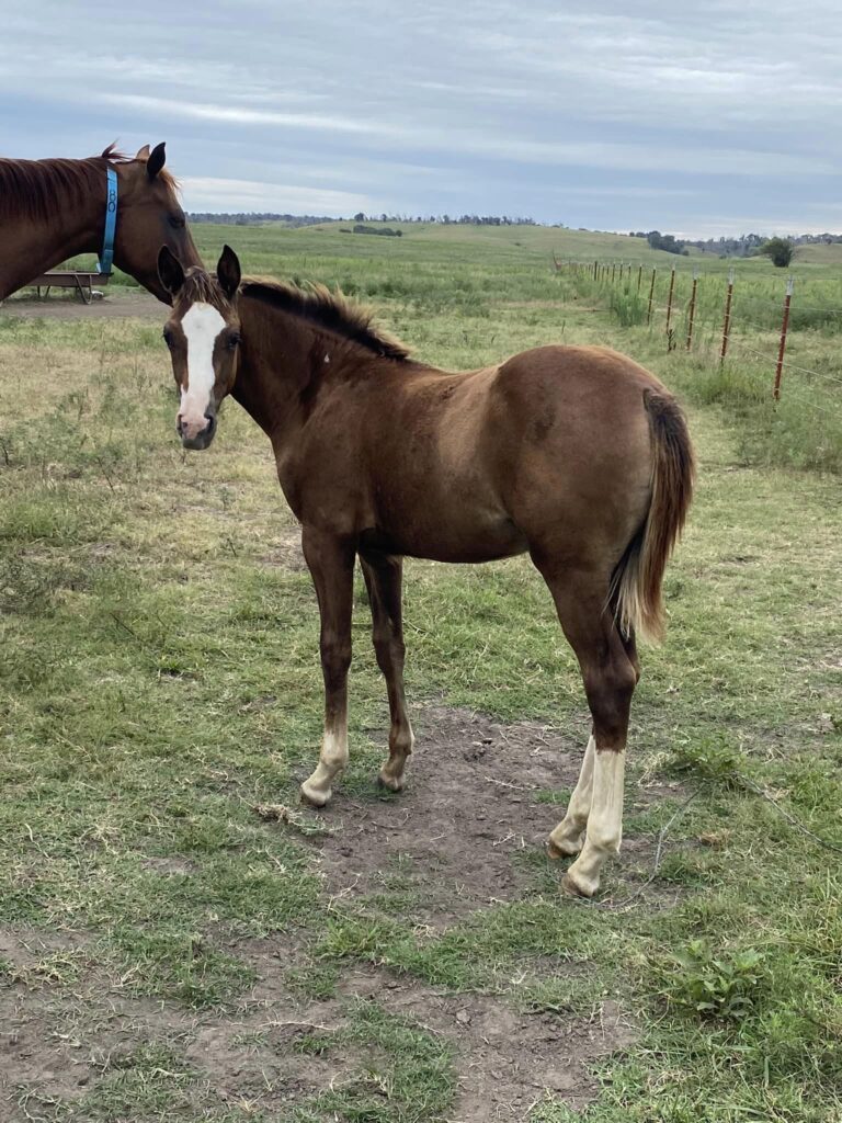 Experience Adventure At Cross Bell Ranch Outdoors Today!